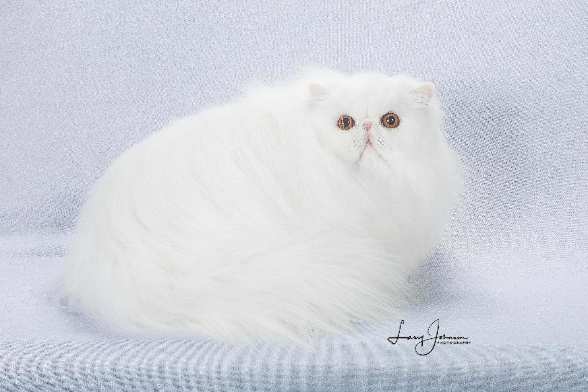 Persian Cats and Rabbits